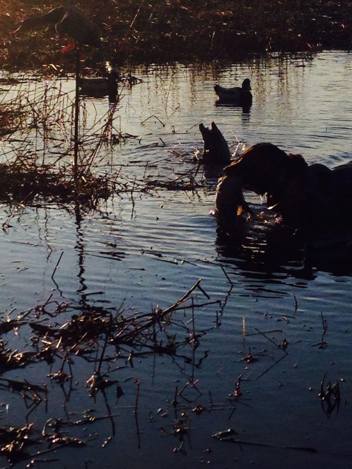 Studs | Marsh Land Labs LLC