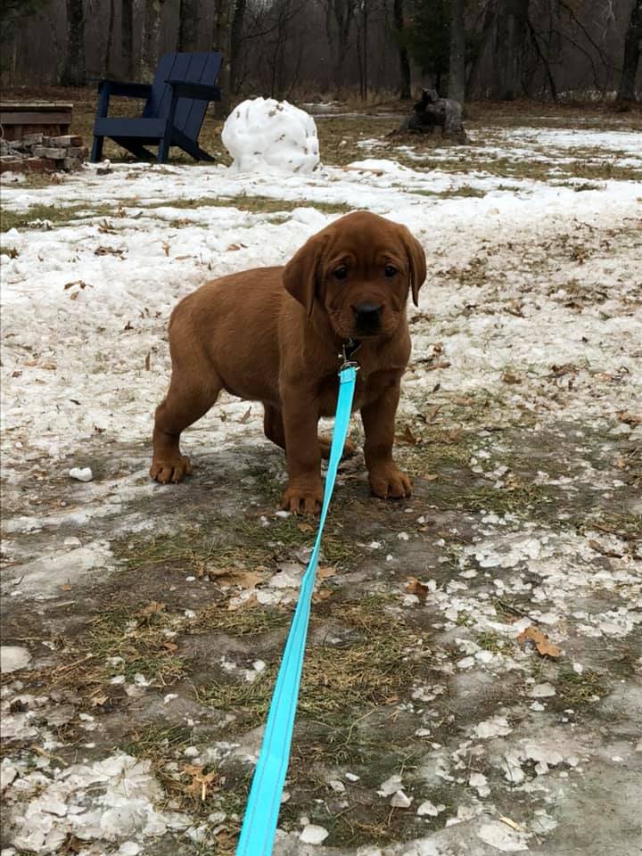 scarlett | Marsh Land Labs LLC