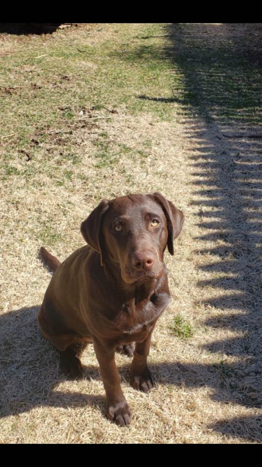 PUPDATES | Marsh Land Labs LLC