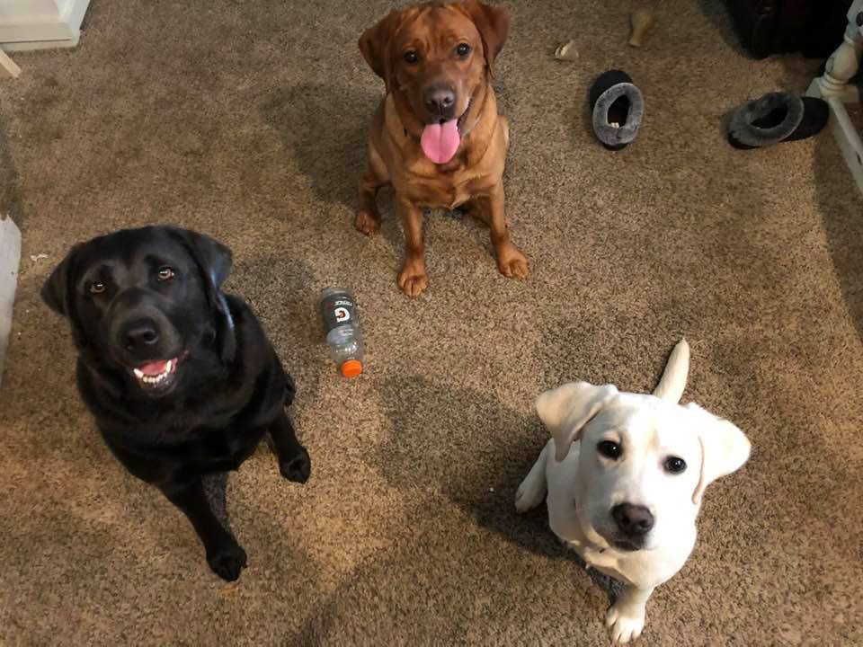 The Girls | Marsh Land Labs LLC