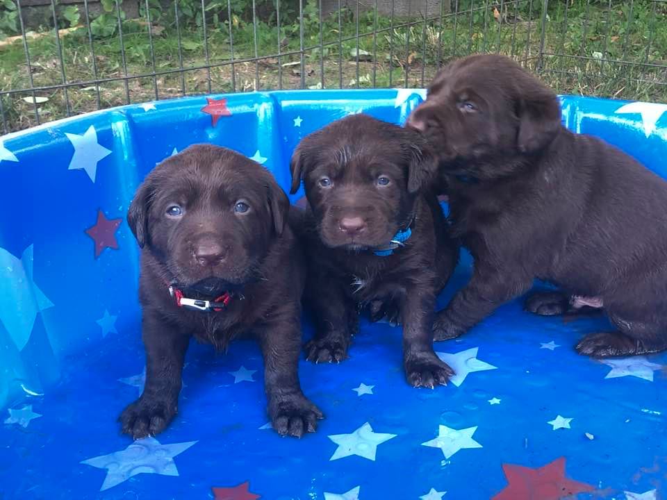Available Puppies | Marsh Land Labs LLC