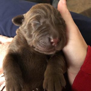 Puppy Curriculum | Marsh Land Labs LLC