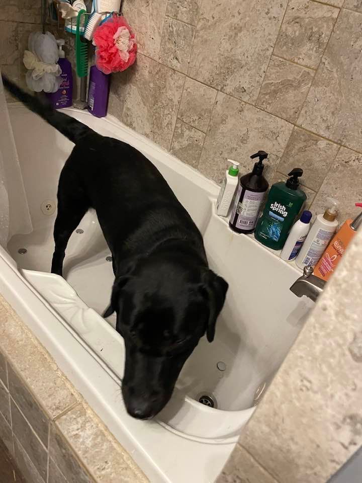 Nessie bath | Marsh Land Labs LLC